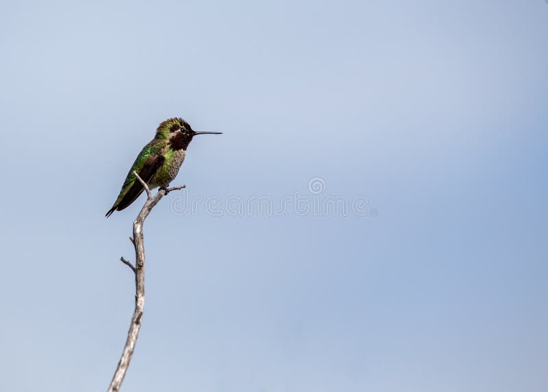 Anna S Hummingbird (Calypte Anna Stock Image - Image of anna, bird ...