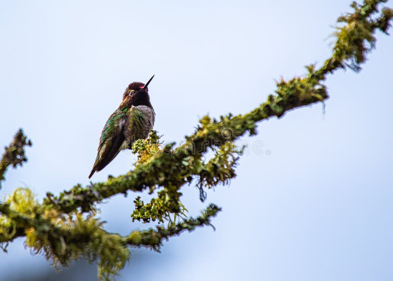 Anna S Hummingbird (Calypte Anna Stock Image - Image of feather, eggs ...