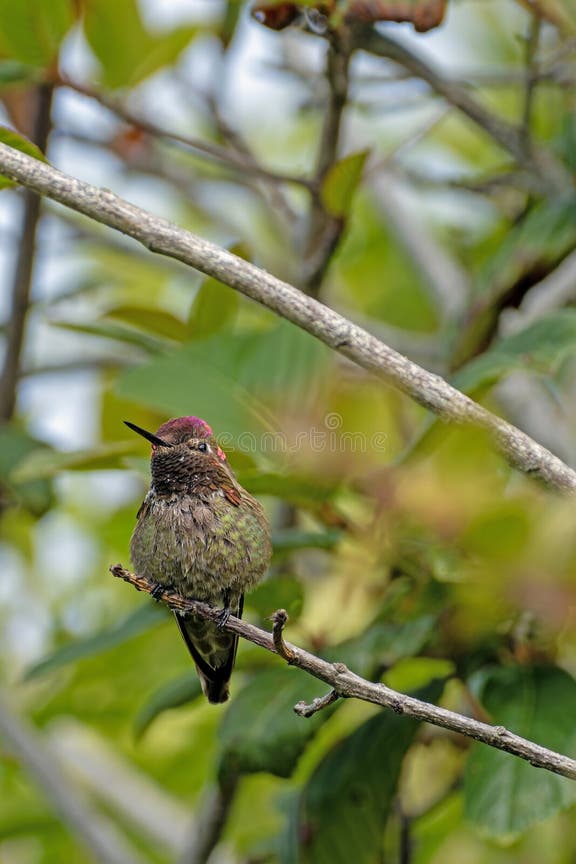 Anna S Hummingbird Looking Sideways with Iridescent Feathers Stock ...