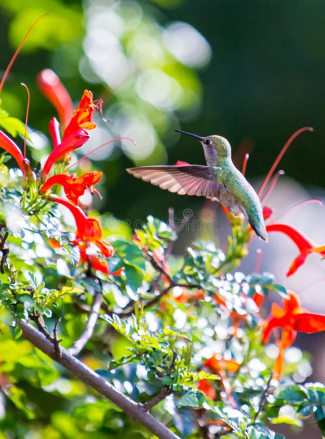 Anna s hummingbird stock photo. Image of northern, hummingbird - 52632486