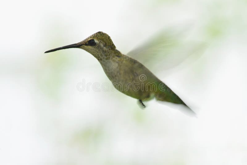 Anna`s Hummingbird Profile on White 01 Stock Photo - Image of tiny ...