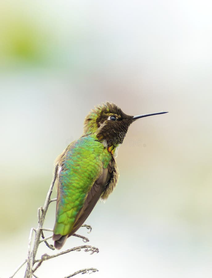 Anna s hummingbird stock image. Image of crown, calypte - 45858461