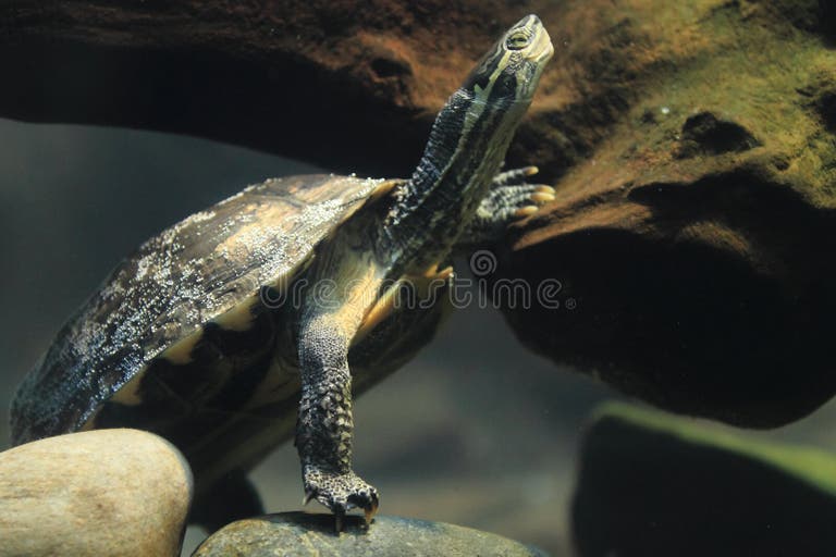 262 Annam Stock Photos - Free & Royalty-Free Stock Photos from Dreamstime