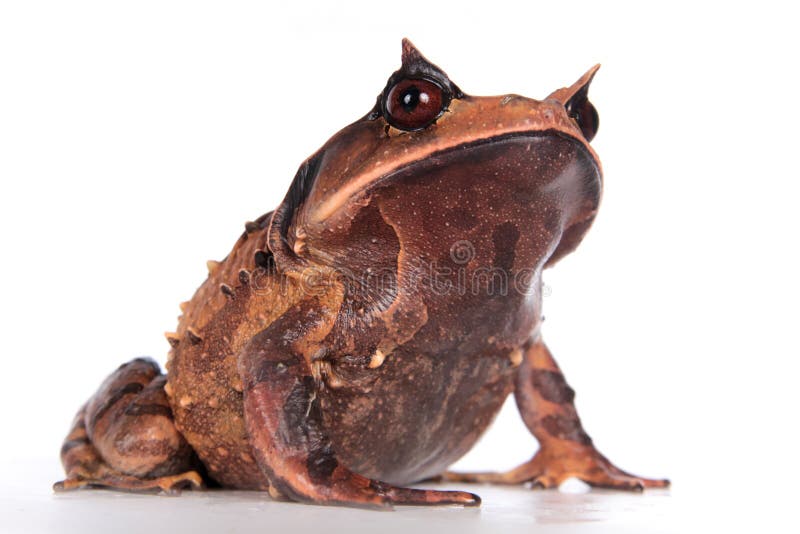 Annam Spadefoot Toad on White Stock Photo - Image of herpetology ...