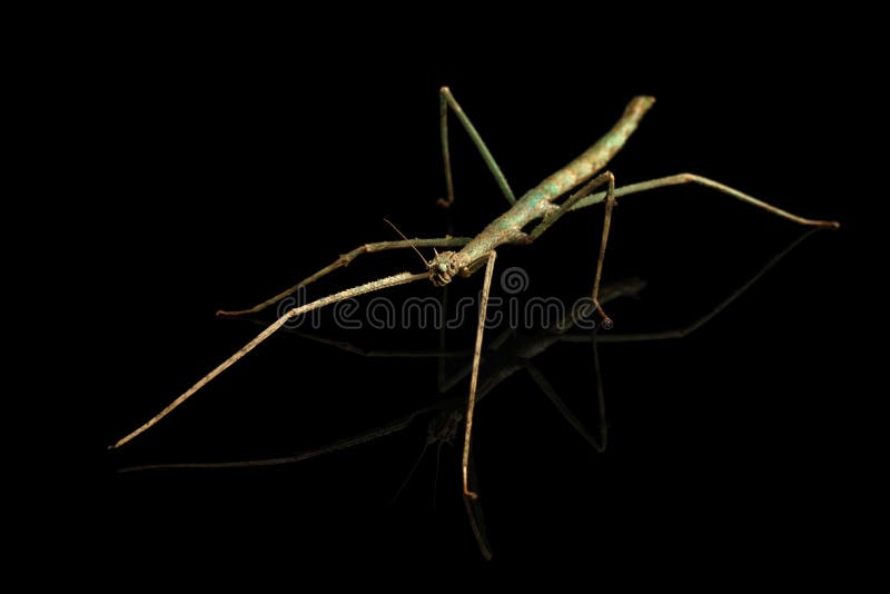 Annam Stick Insect - Baculum Extradentata Isolated on Black Stock Image ...