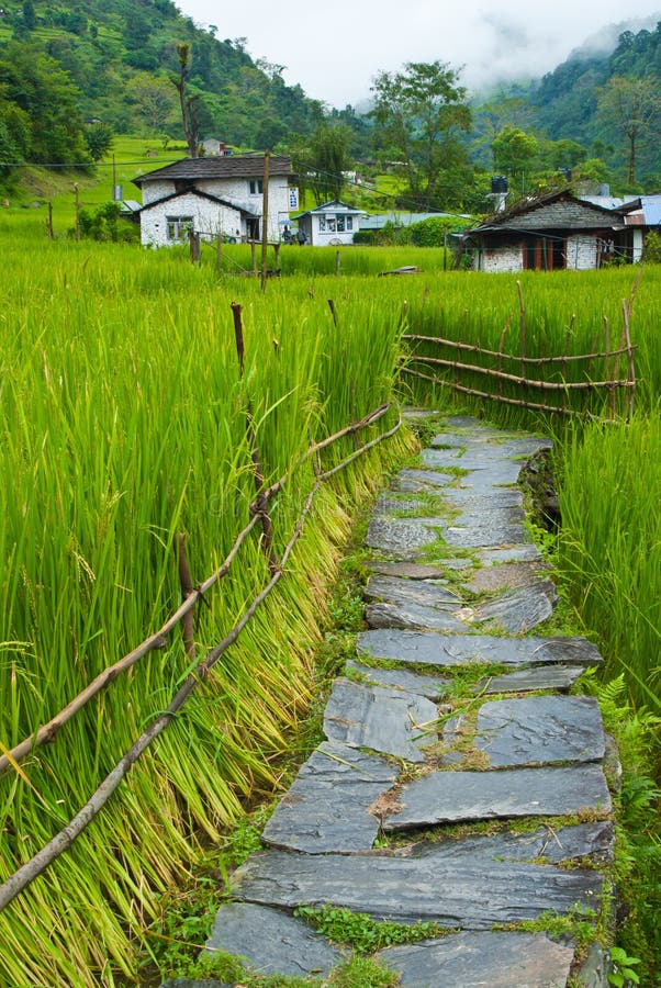 Annapurna Trekking Pathway Nepal Stock Image - Image of nepal ...