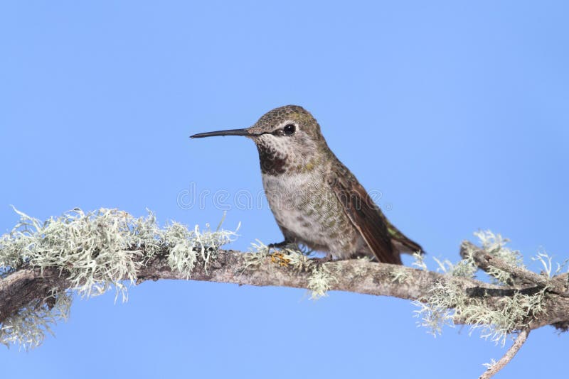 Annas Hummingbird (Calypte Anna) Stock Image - Image of calypte ...
