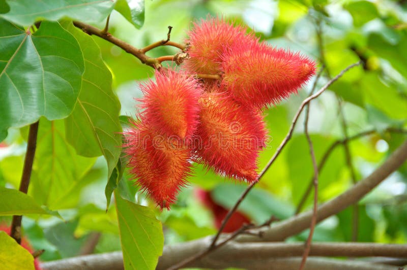 Annatto dye seed stock image. Image of bixace, plant - 22475693