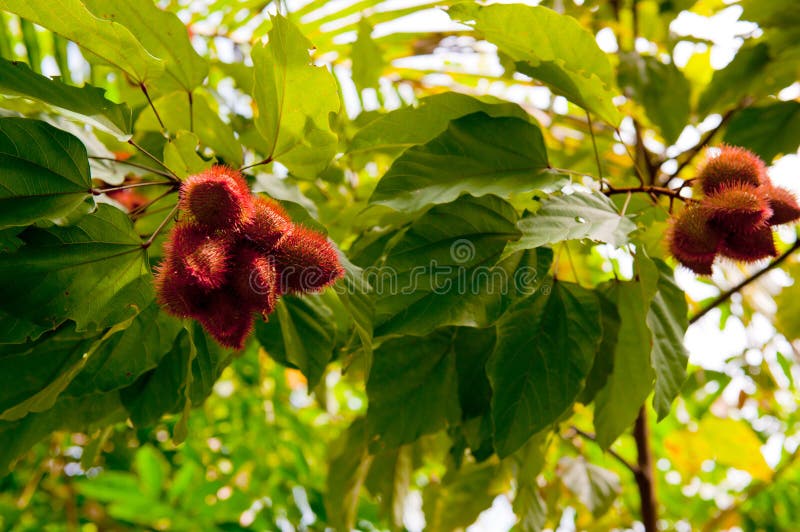 Annatto tree detail stock photo. Image of nature, tree - 17880974