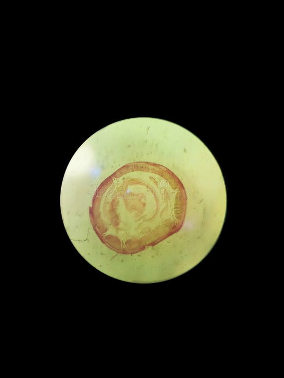 Annelid worm stock image. Image of internal, view, earthworm - 217785973