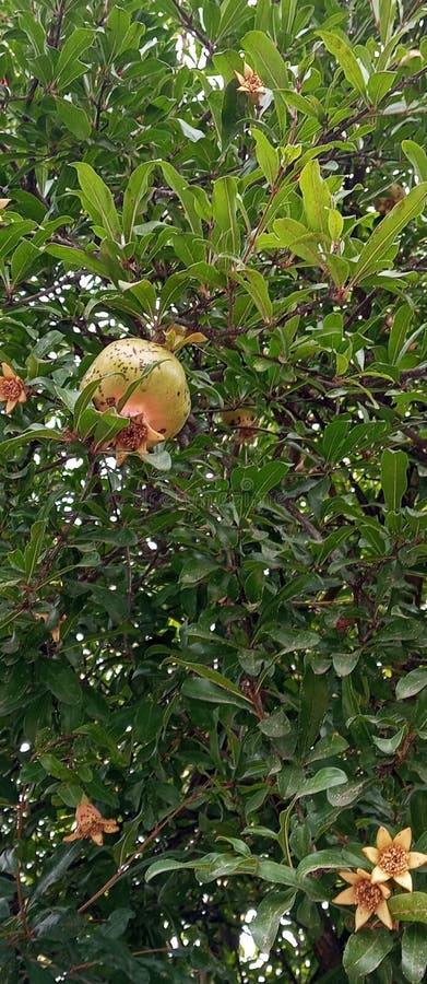 Anner Frout on a tree stock image. Image of food, protein - 392911601