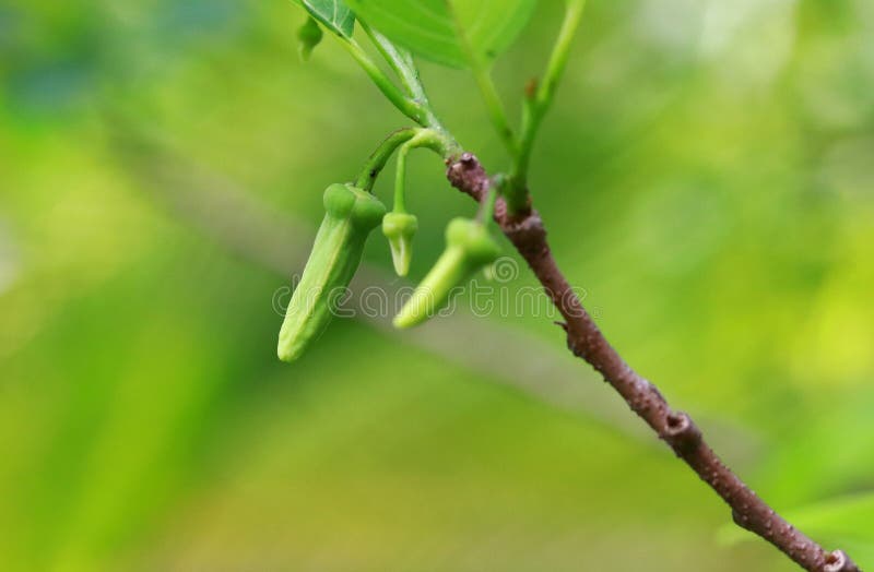 Annona flowers. stock image. Image of nutritional, design - 181057361