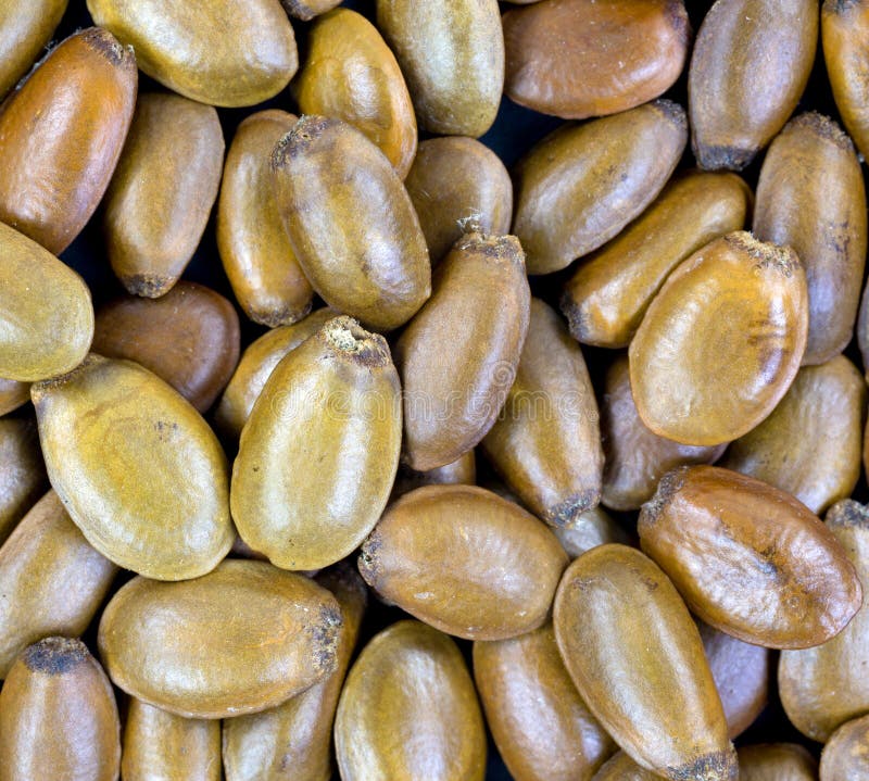 Annona Muricata, Soursop Seeds Stock Image - Image of texture, fruit ...