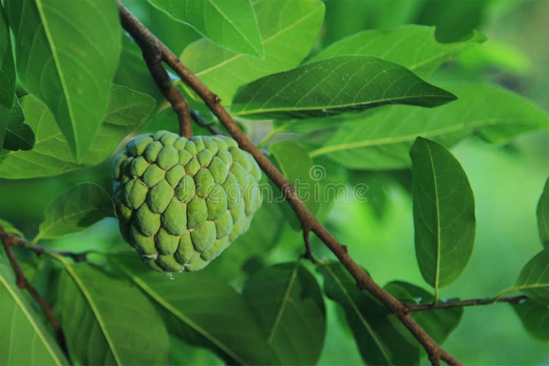 Annona Squamosa or Sugar-apples or Sweetsops Fruit Sold at City Market ...