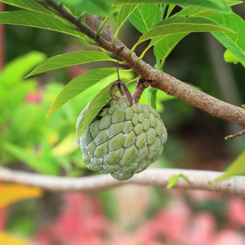 Annona squamosa stock photo. Image of annona, healthy - 44133480