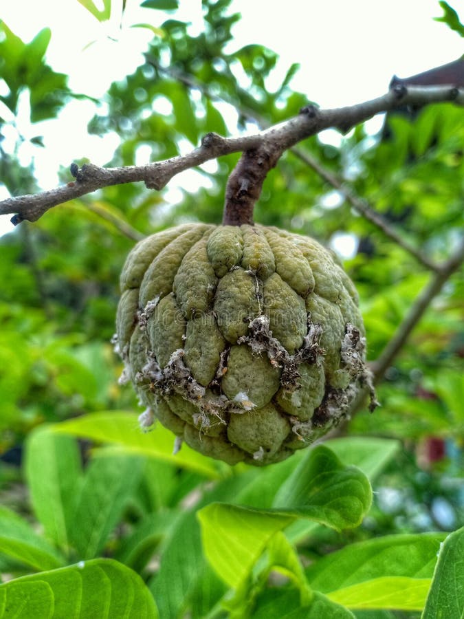 Annona Squamosa in the Flores Island Stock Photo - Image of flores ...