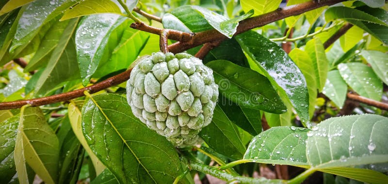 Annona squamosa stock image. Image of vegetables, green - 201880943