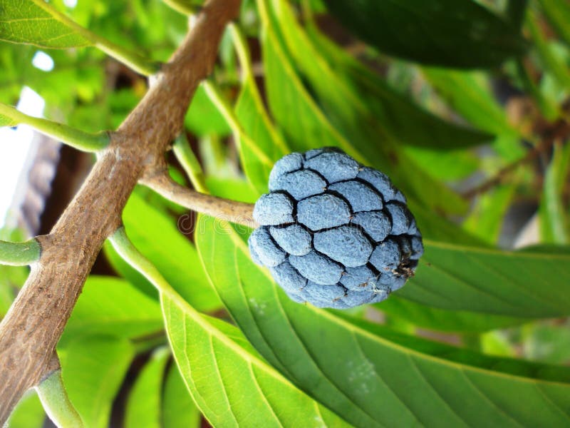 Annona squamosa stock photo. Image of fruit, beverage - 47455062