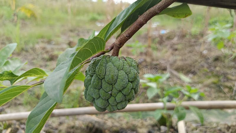 Annona squamosa stock image. Image of tropical, squamosa - 320872291