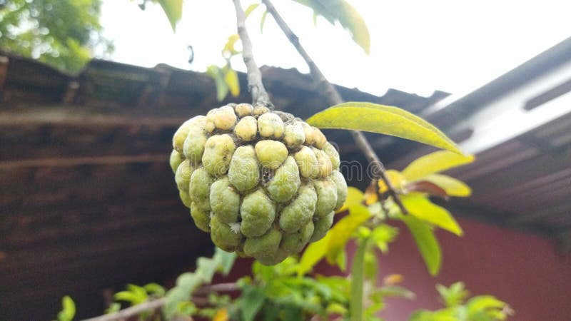 Annona Squamosa Fruit on the Tree Stock Photo - Image of blossom ...