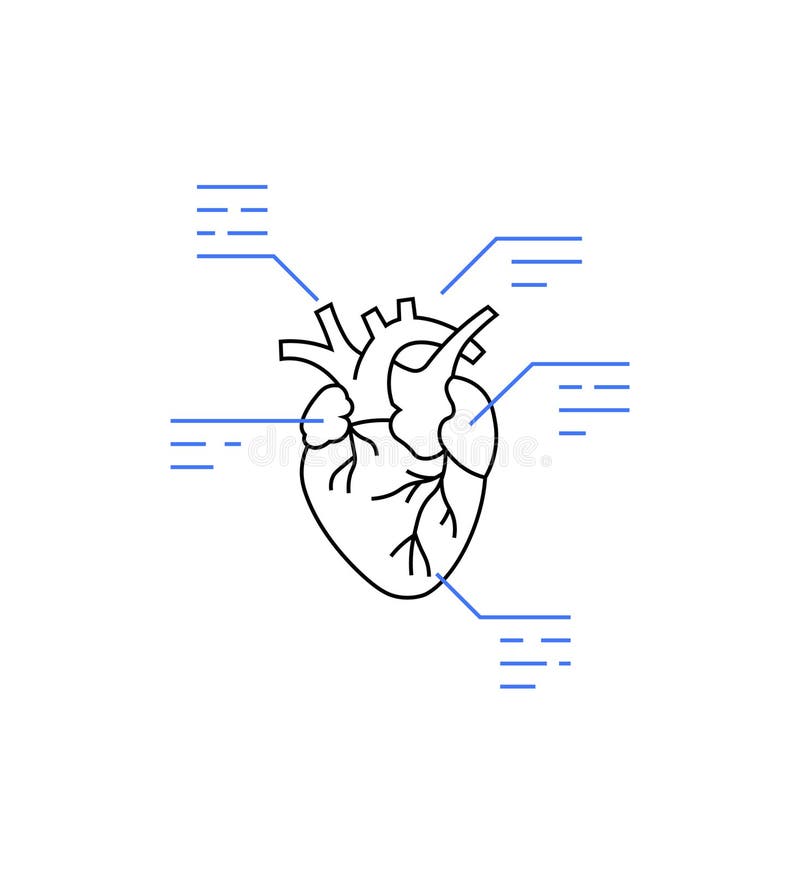 Annotated Anatomical Heart Illustration Representing Medical Education ...