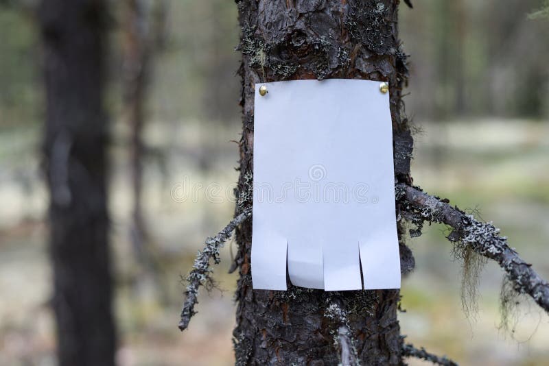An Announcement, a Letter, a Message on a Tree in the Forest. Stock ...