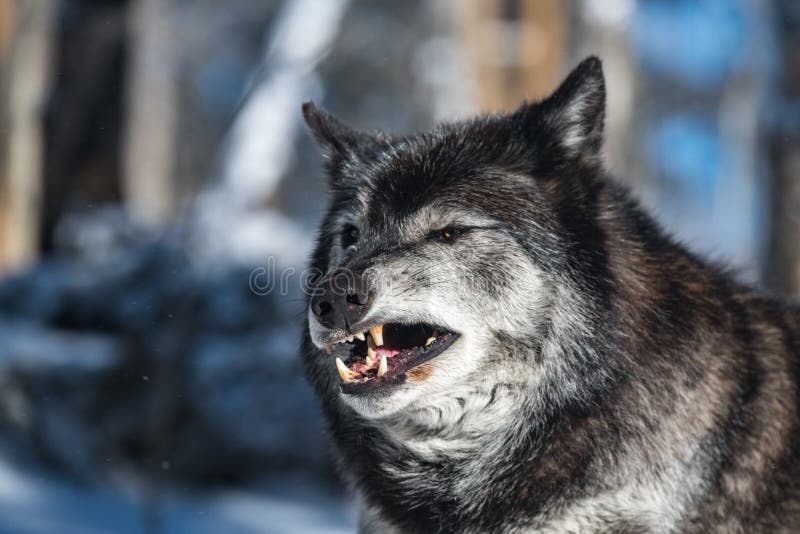 An Annoyed Timber Wolf Snarl Stock Photo - Image of human, predator ...