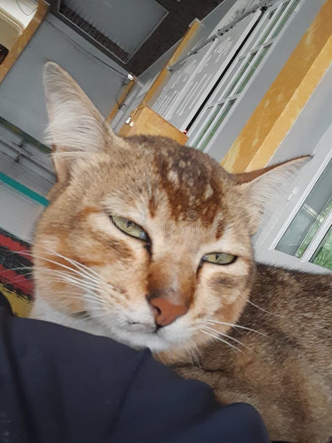 Annoying cat face stock image. Image of funny, face - 297706925