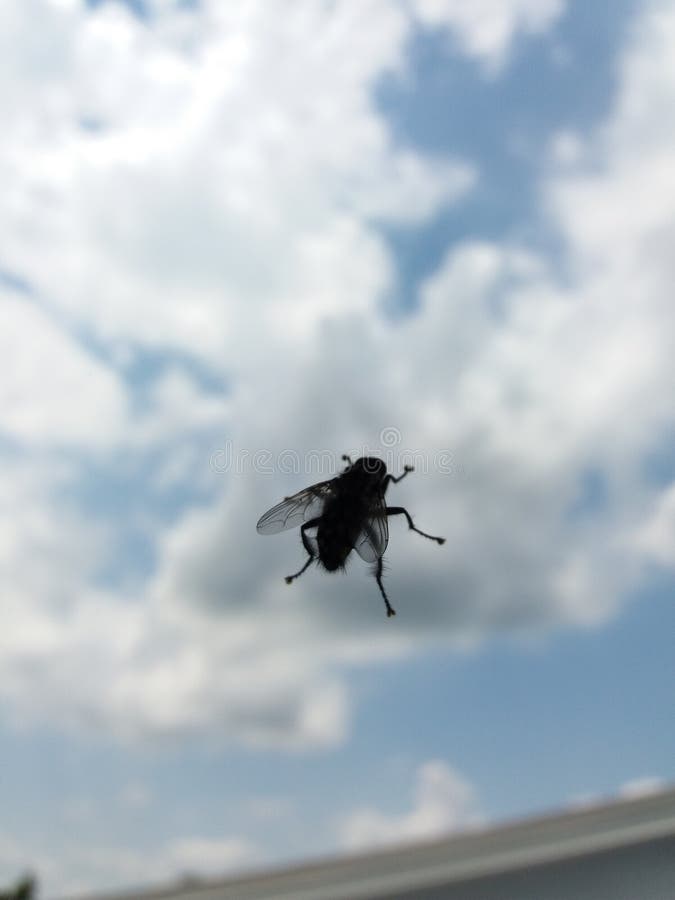 Annoying Fly Having a Rest on a Window Stock Image - Image of ...