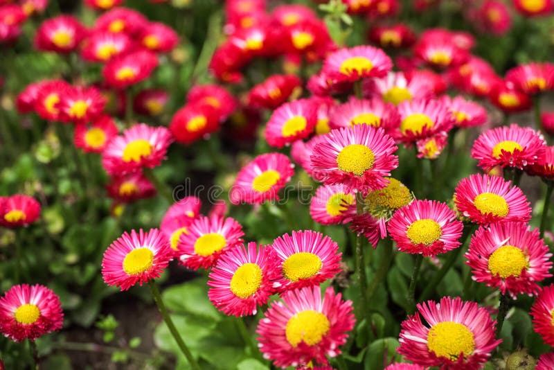 Annual aster in spring stock image. Image of bloom, aster - 39575479
