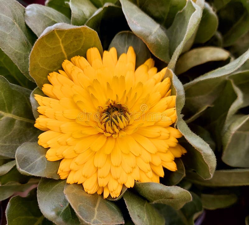 Annual Calendula Flowering Shrub Stock Image - Image of wildflower ...