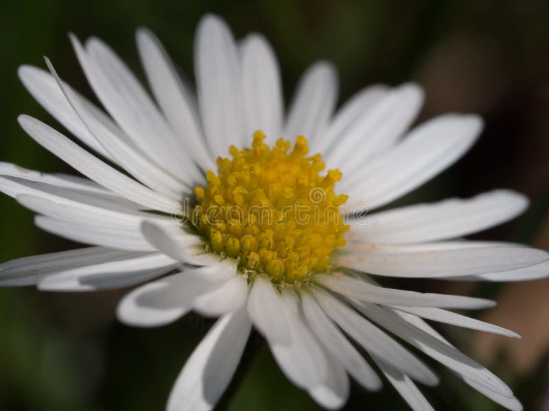 Annual daisy close up stock image. Image of beauty, blooming - 165192085