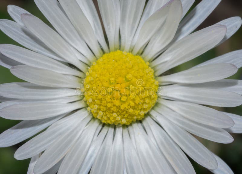 Annual daisy close up stock image. Image of blossom - 165192113