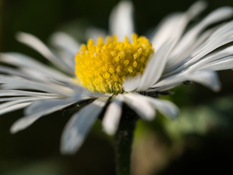 Annual daisy close up stock image. Image of closeup - 165192161