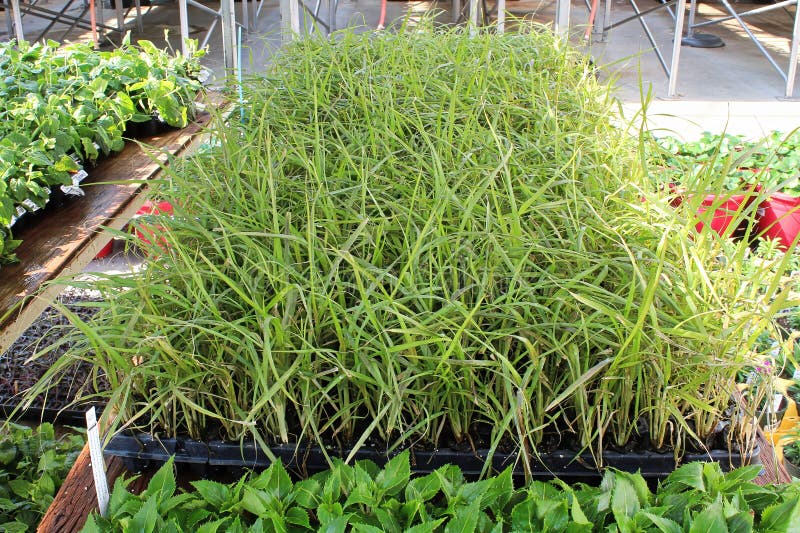 Annual Grasses Growing in Seedling Starter Trays Stock Photo - Image of ...