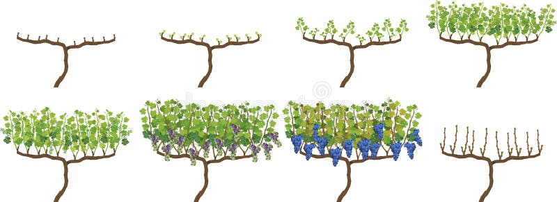 Annual Growth Life Cycle of Grapevines. Grapevine Development Stages ...