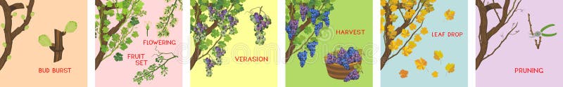 Annual Growth Cycle of Grapevine Stock Image - Image of cycle ...