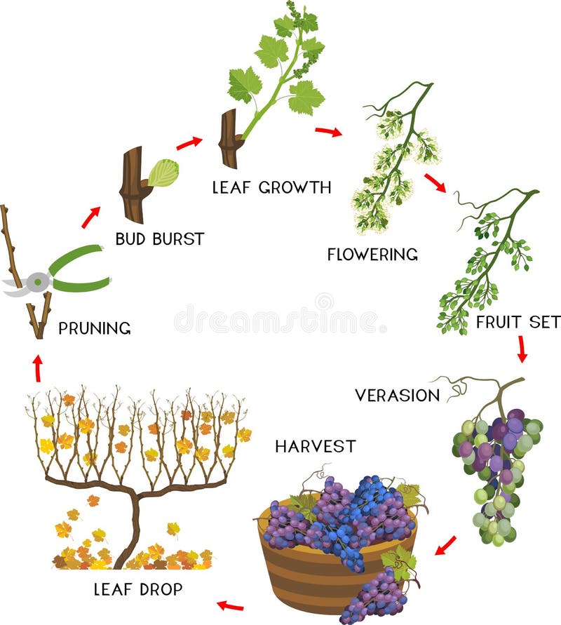 Grapes Growing Stages