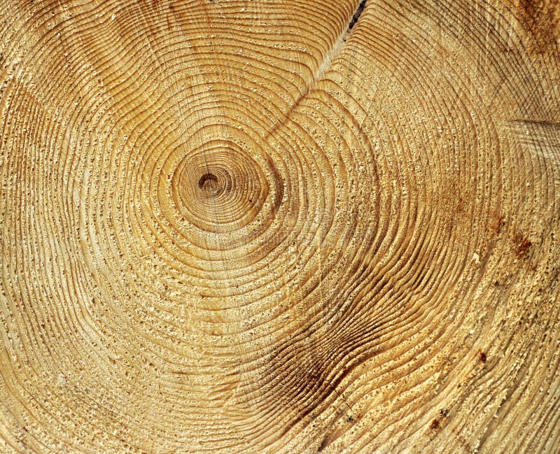 Growth Rings of Acacia Tree - Cross Section Stock Photo - Image of ...