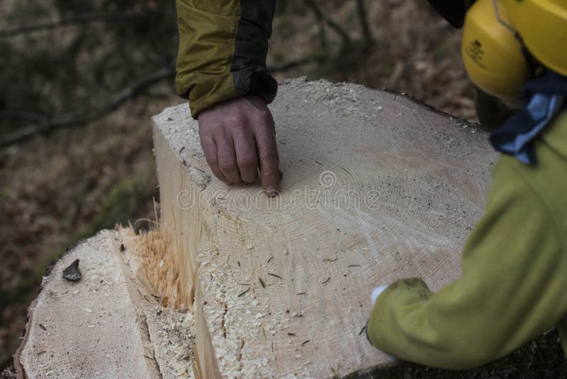 Annual Growth Rings or Tree Rings Stock Image - Image of plants, growth ...