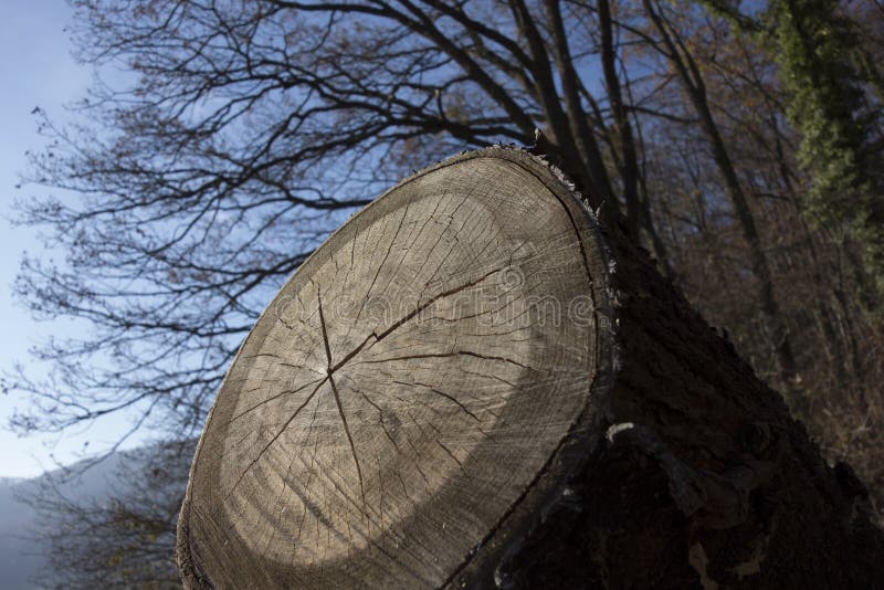 Annual Growth Rings or Tree Rings Stock Photo - Image of annual, nature ...