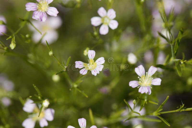 Annual Gypsophila, Gypsophila Muralis Stock Image - Image of beauty ...