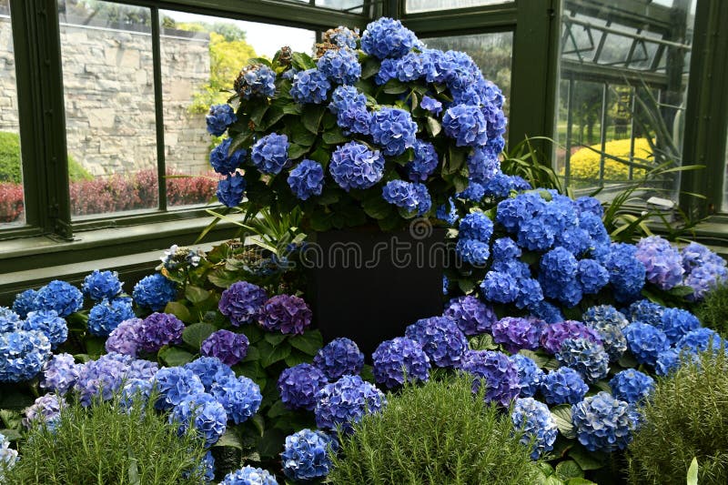 Annual Hydrangea Display at Floral Showhouse in Niagara Falls, Ontario ...