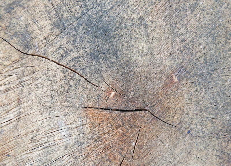 Annual ring stock photo. Image of macro, natural, detail - 41285022