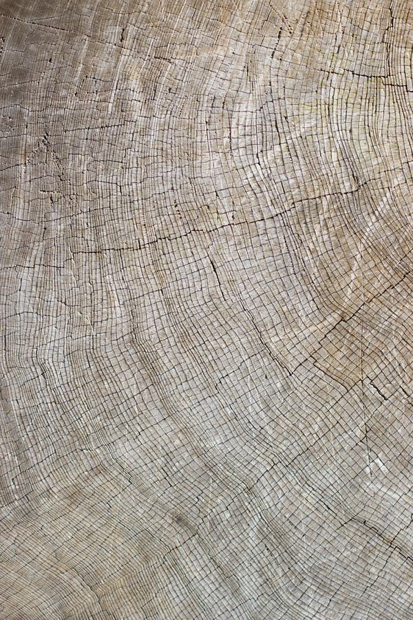 Annual Ring.wood Pat Old and Dark Wood Structure with Small Cracks ...