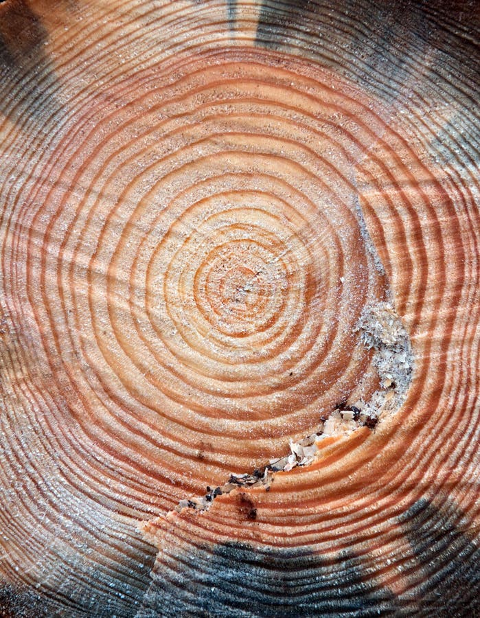 Wood rings stock photo. Image of plank, nature, board - 13907560