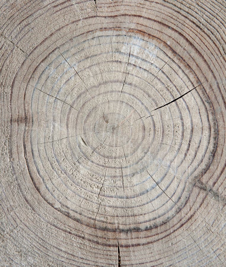 Annual Rings on Sawn Pine Tree Timber Wood Stock Photo - Image of ...