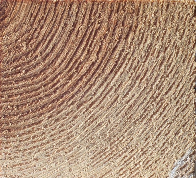 Annual Rings stock photo. Image of brown, break, grain - 5600346
