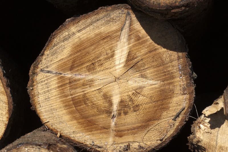 Annual rings stock photo. Image of firewood, horizontal - 24492734