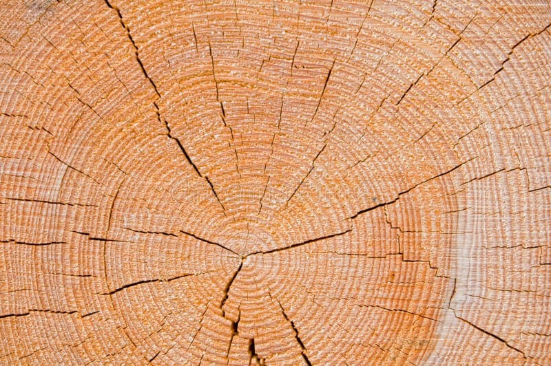 Annual rings part2 stock image. Image of texture, floor - 25450677